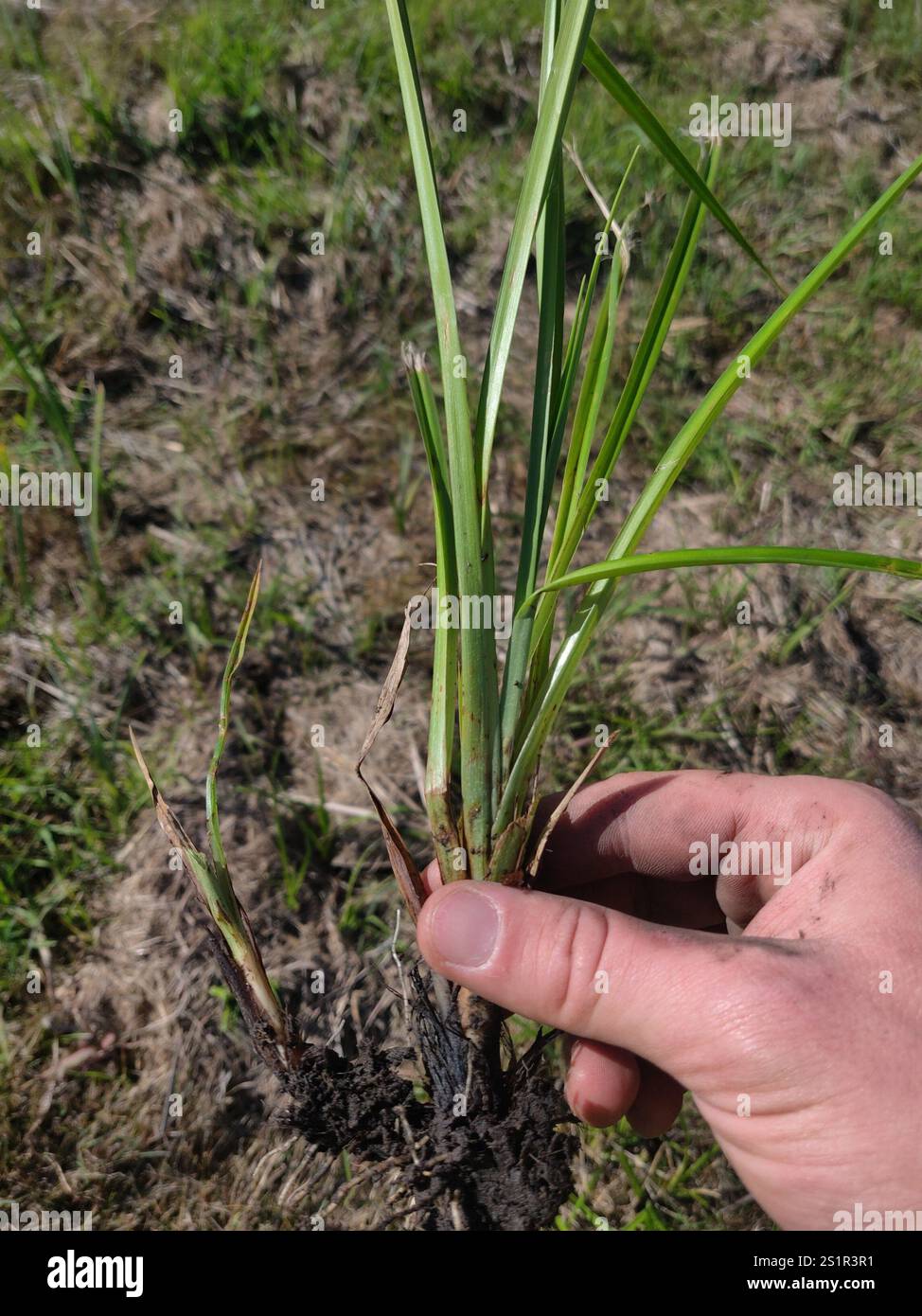 true sedges (Carex Stock Photo - Alamy