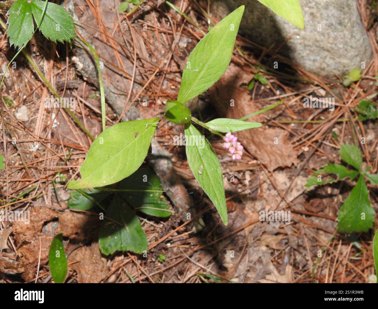 low smartweed (Persicaria longiseta Stock Photo - Alamy