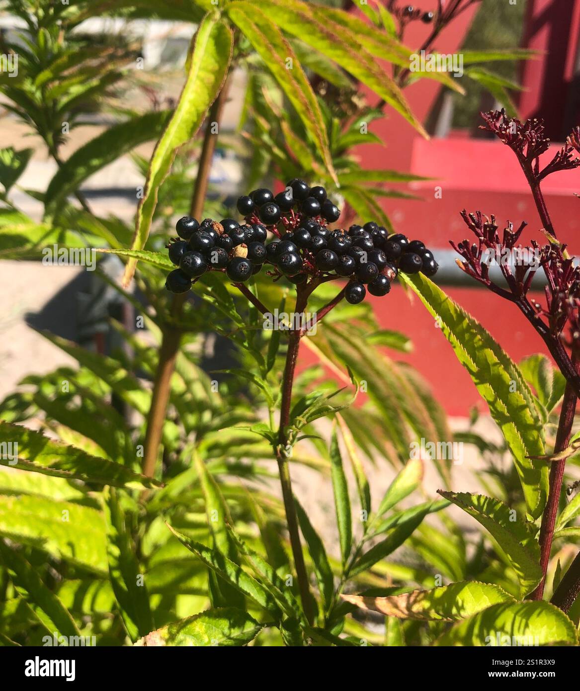 Dwarf Elder (Sambucus ebulus Stock Photo - Alamy