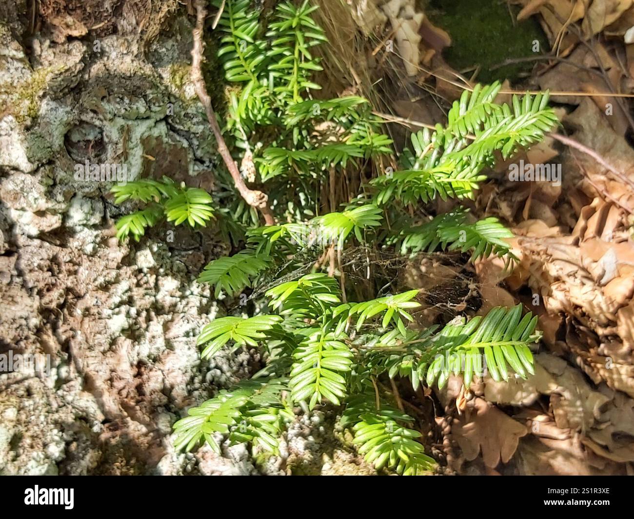 common yew (Taxus baccata Stock Photo - Alamy