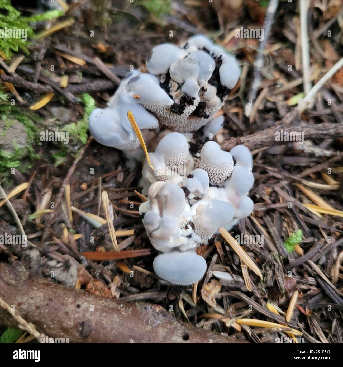 Blue Tooth (Hydnellum caeruleum Stock Photo - Alamy