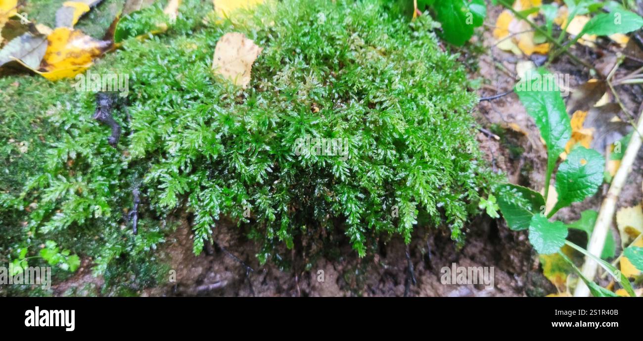 Palm-tree Moss (Plagiomnium undulatum Stock Photo - Alamy