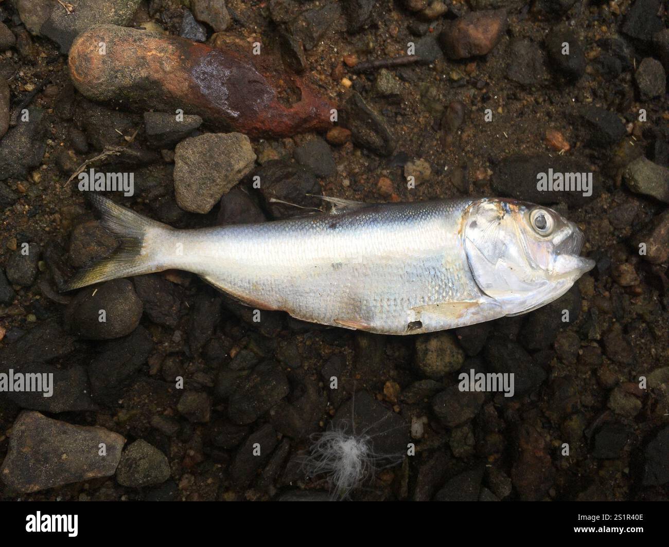 Atlantic Menhaden (Brevoortia tyrannus Stock Photo - Alamy