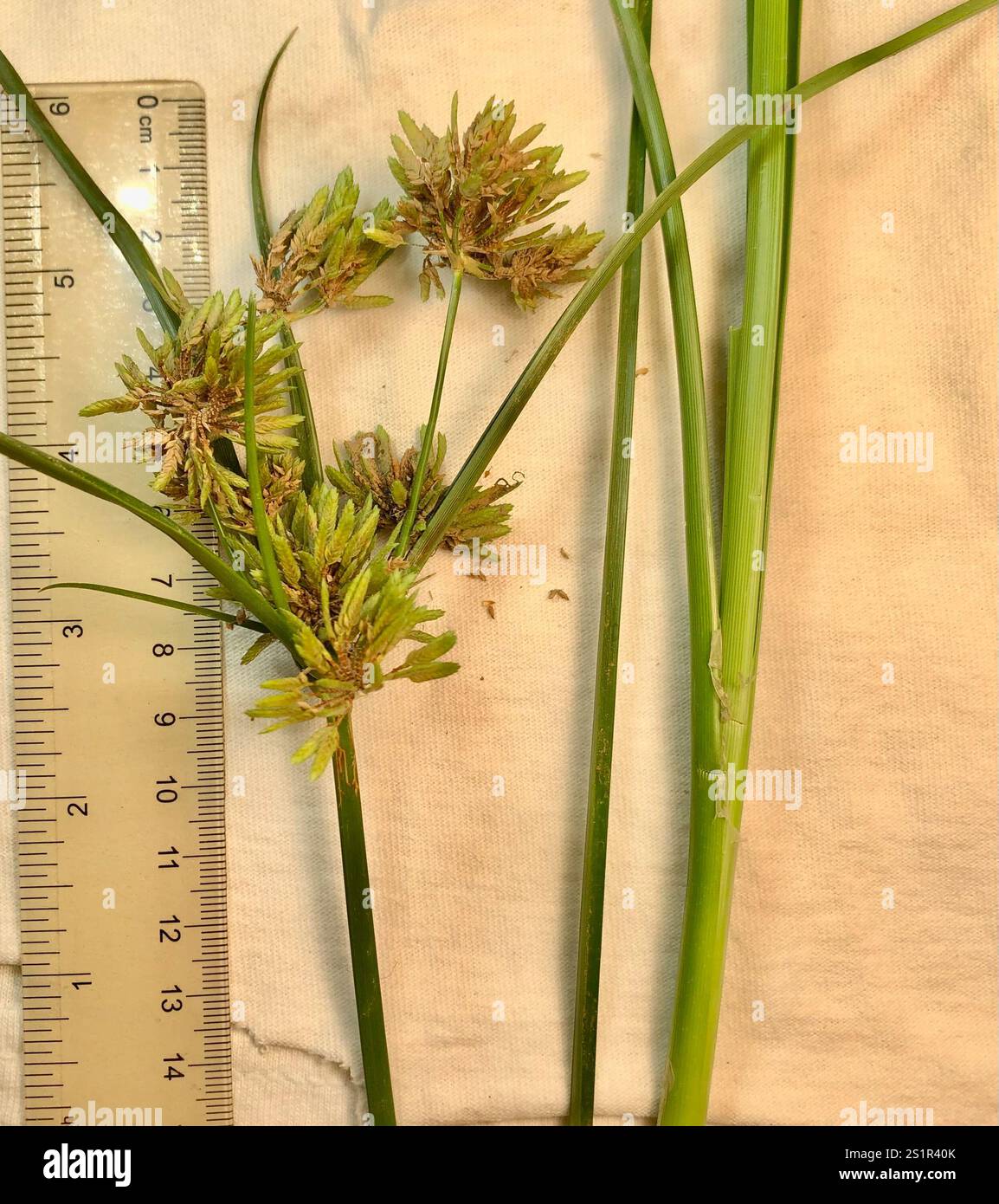 tall flatsedge (Cyperus eragrostis Stock Photo - Alamy