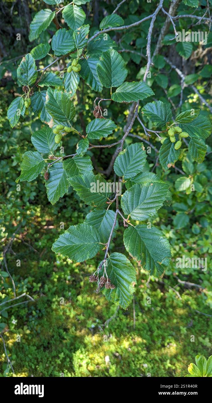 green alder (Alnus alnobetula Stock Photo - Alamy