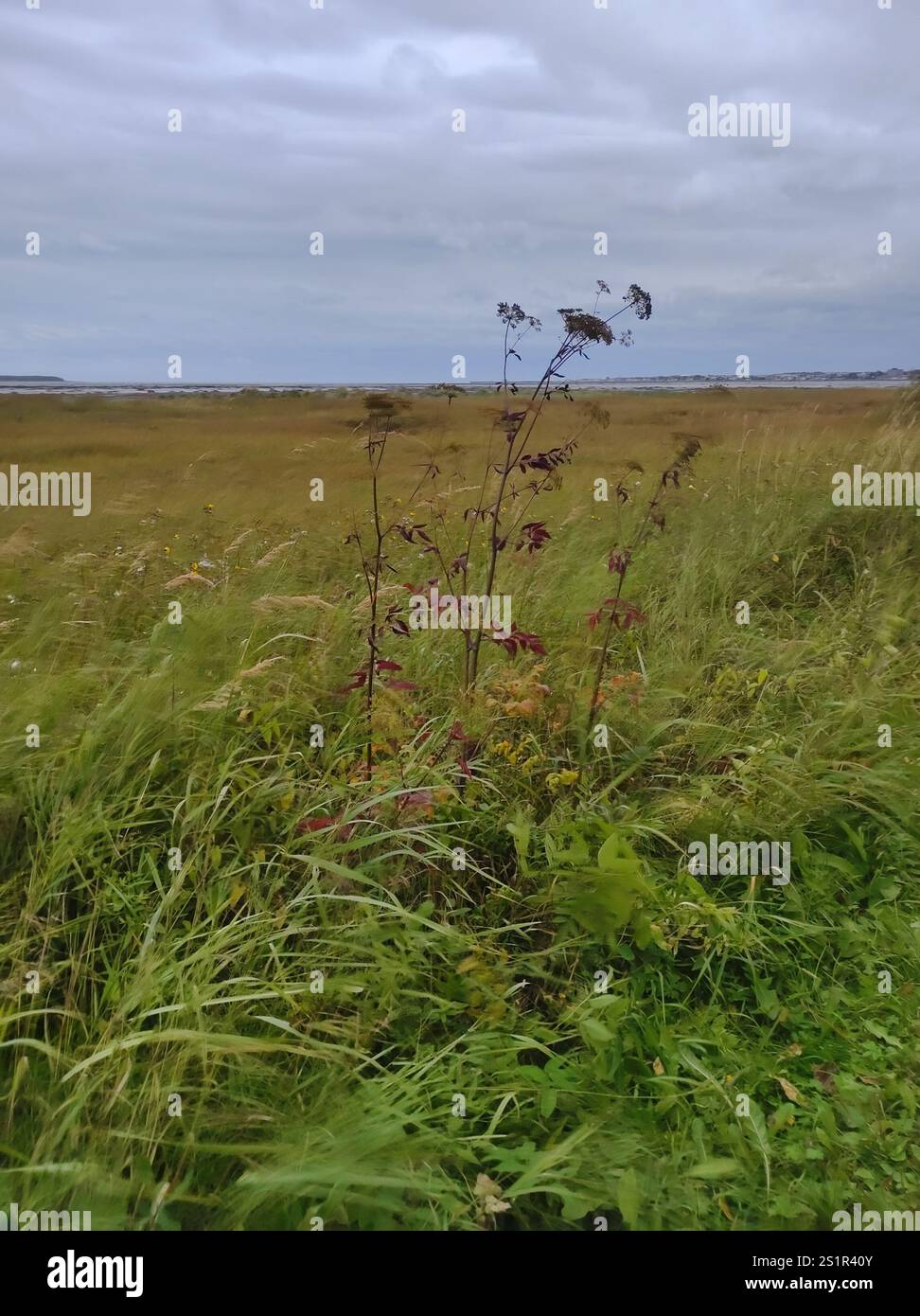 common water-hemlock (Cicuta maculata maculata Stock Photo - Alamy