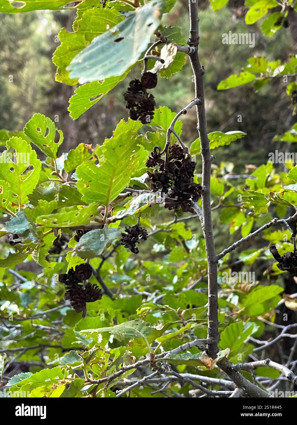 grey alder (Alnus incana Stock Photo - Alamy