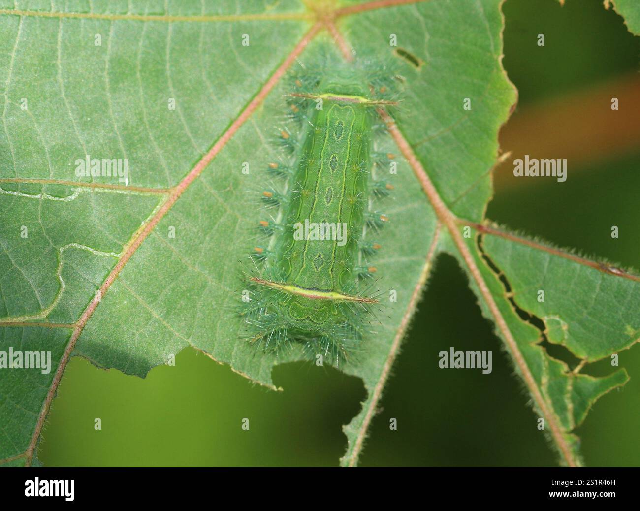 Slug Caterpillar Moths (Limacodidae Stock Photo - Alamy