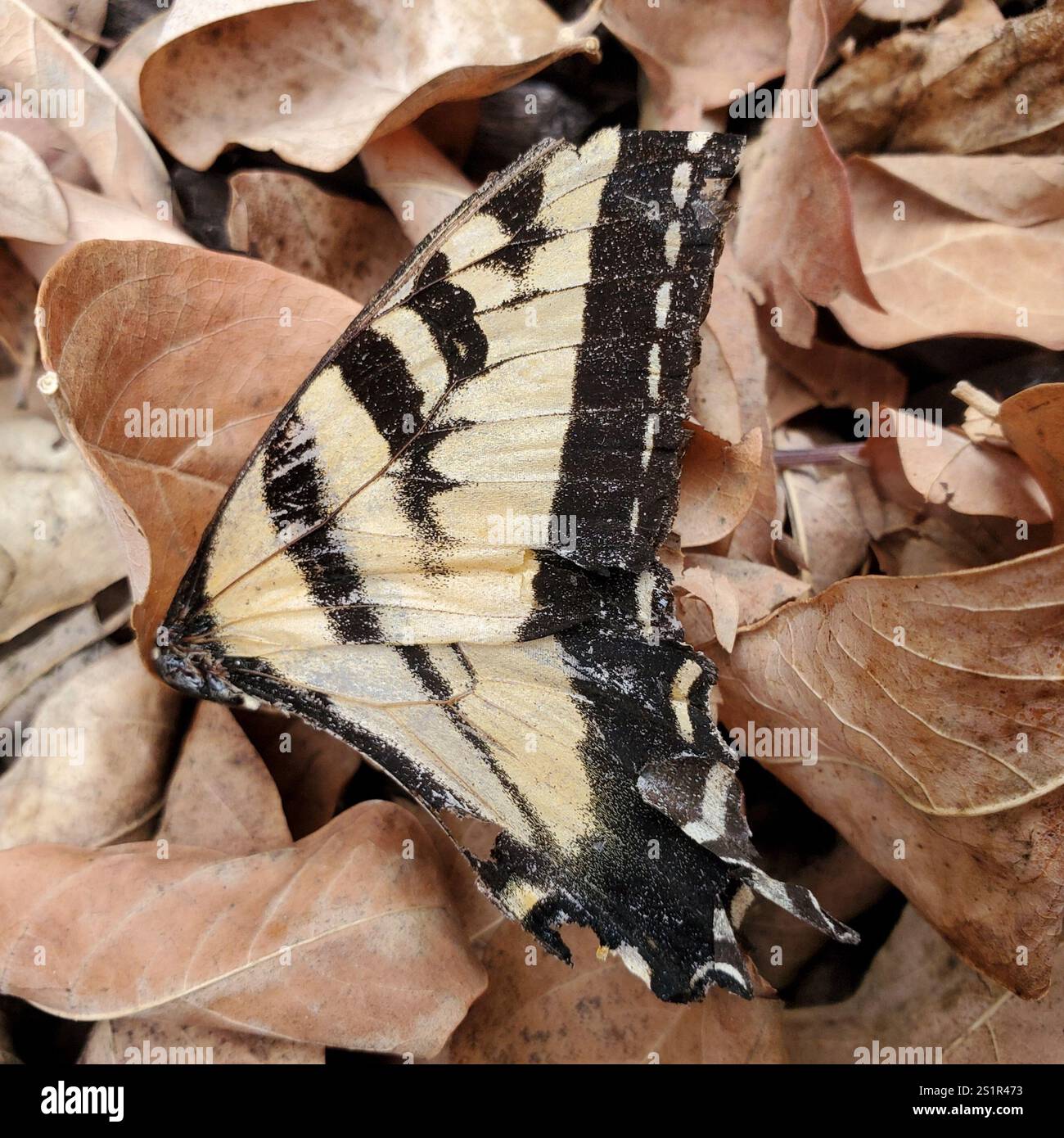 Western Tiger Swallowtail (Papilio rutulus Stock Photo - Alamy