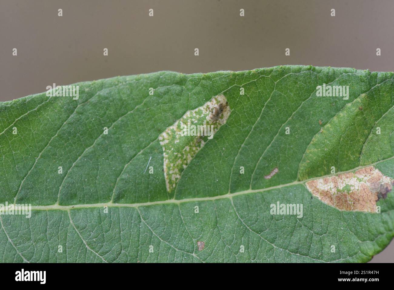 Winged and Once-winged Insects (Pterygota Stock Photo - Alamy