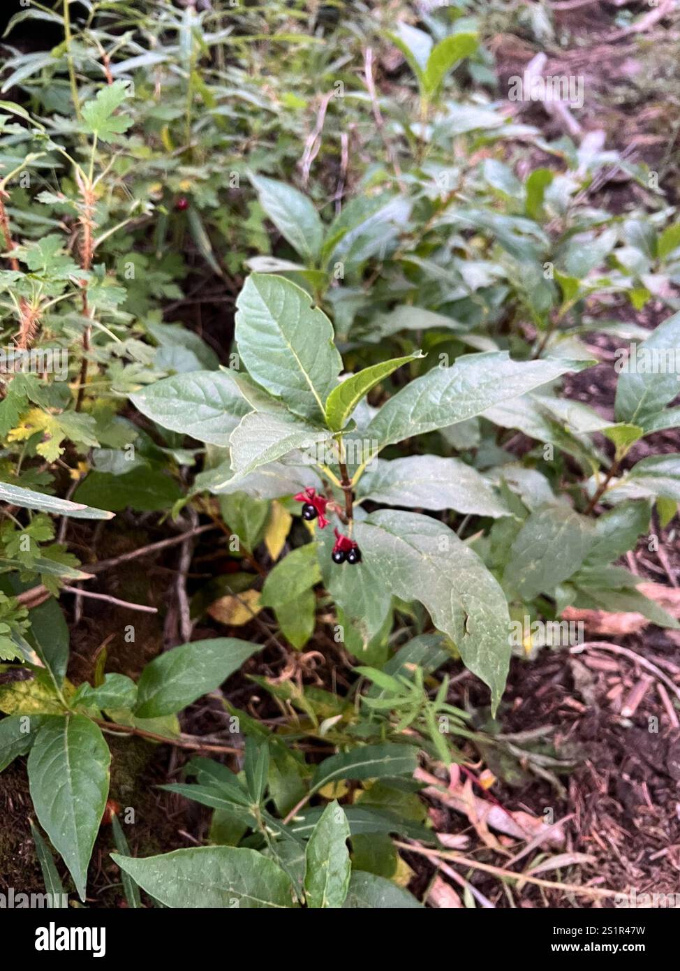 twinberry honeysuckle (Lonicera involucrata Stock Photo - Alamy