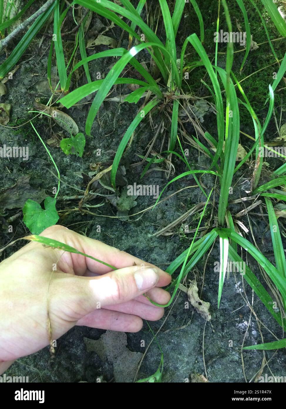 Carex sect. Paniceae (Paniceae Stock Photo - Alamy