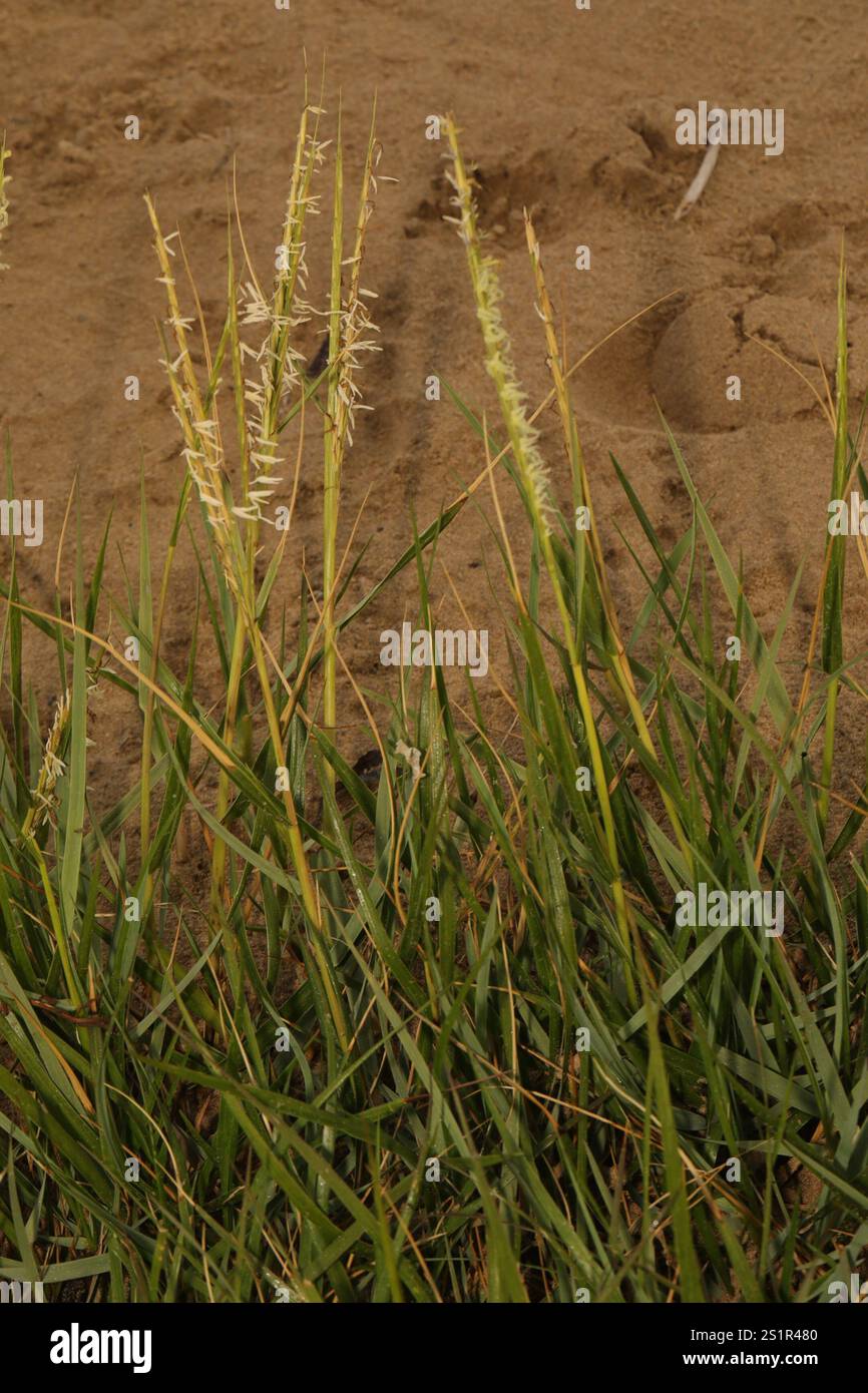 common cordgrass (Sporobolus anglicus Stock Photo - Alamy