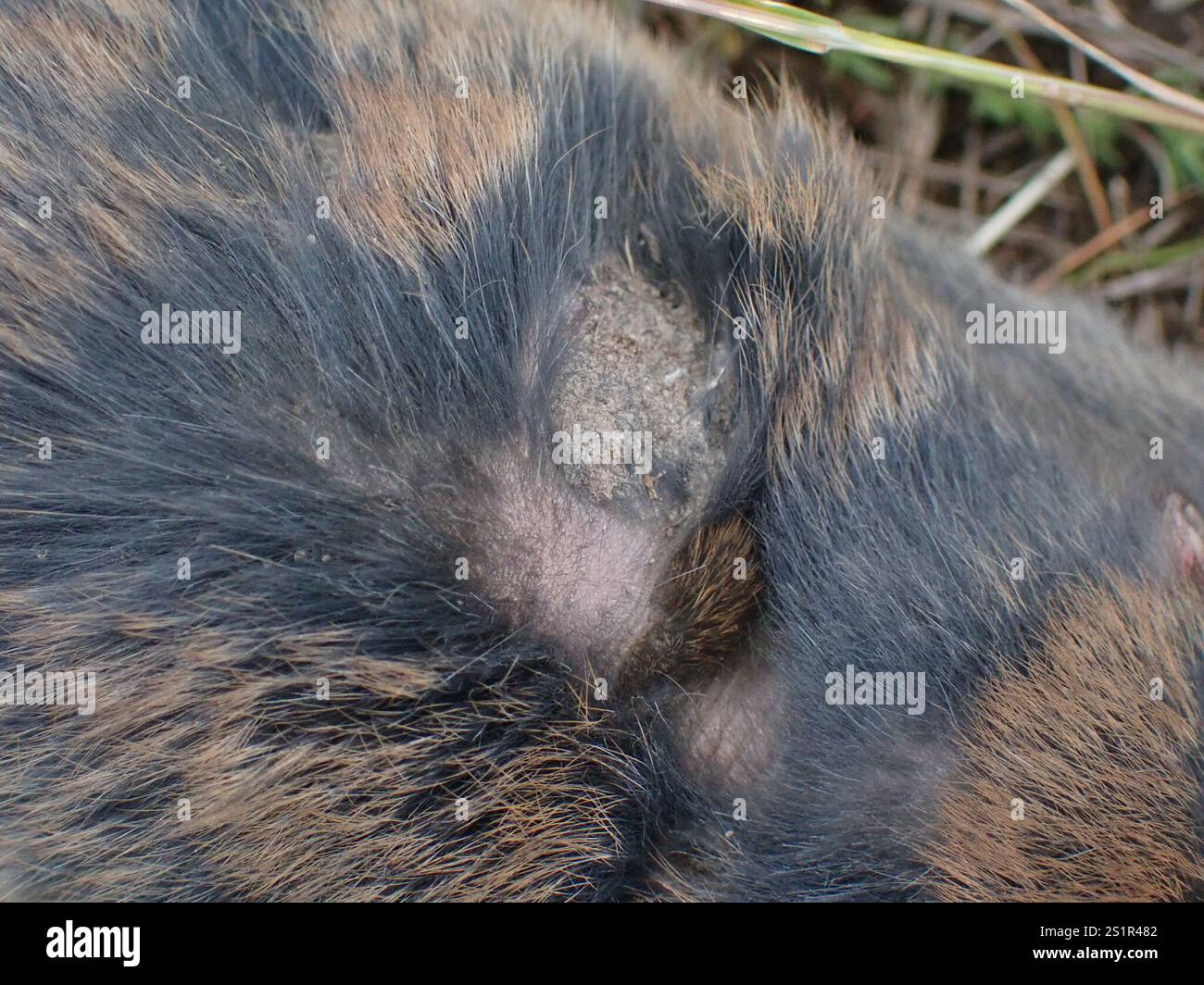 Northern Pocket Gopher (Thomomys talpoides Stock Photo - Alamy