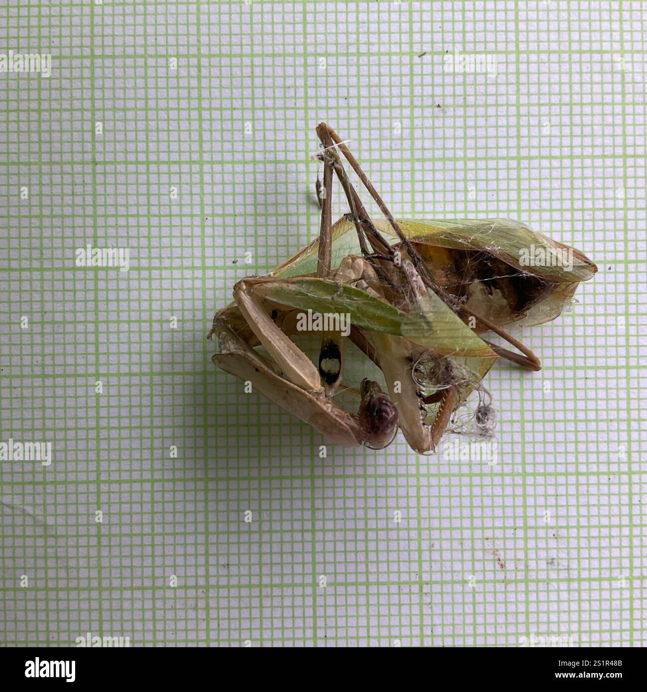 European Mantis (Mantis religiosa Stock Photo - Alamy