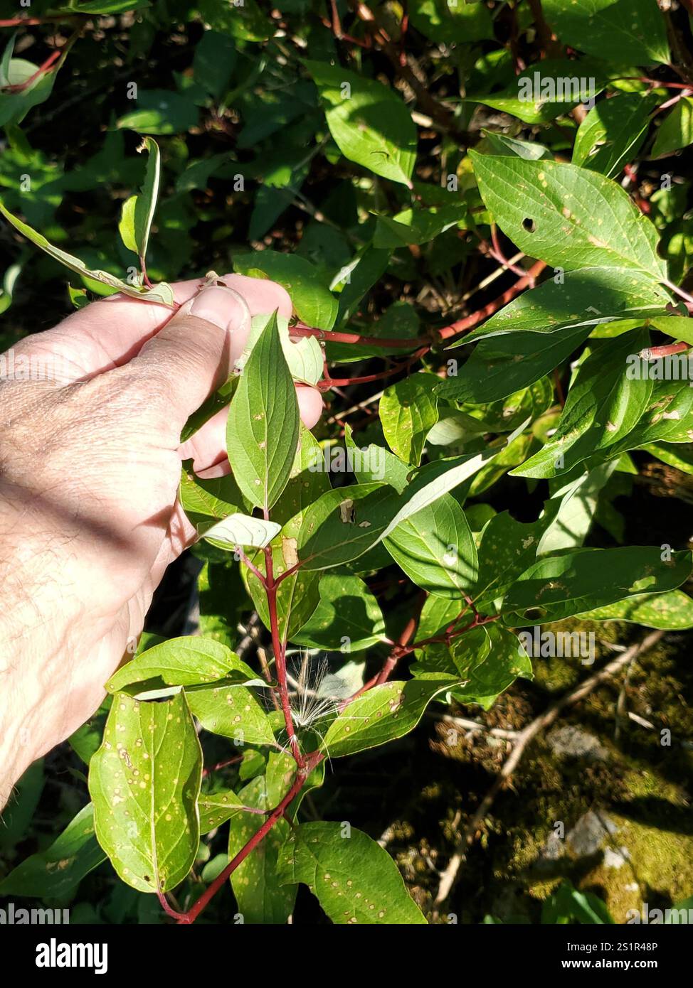 Dogwood family (Cornaceae Stock Photo - Alamy