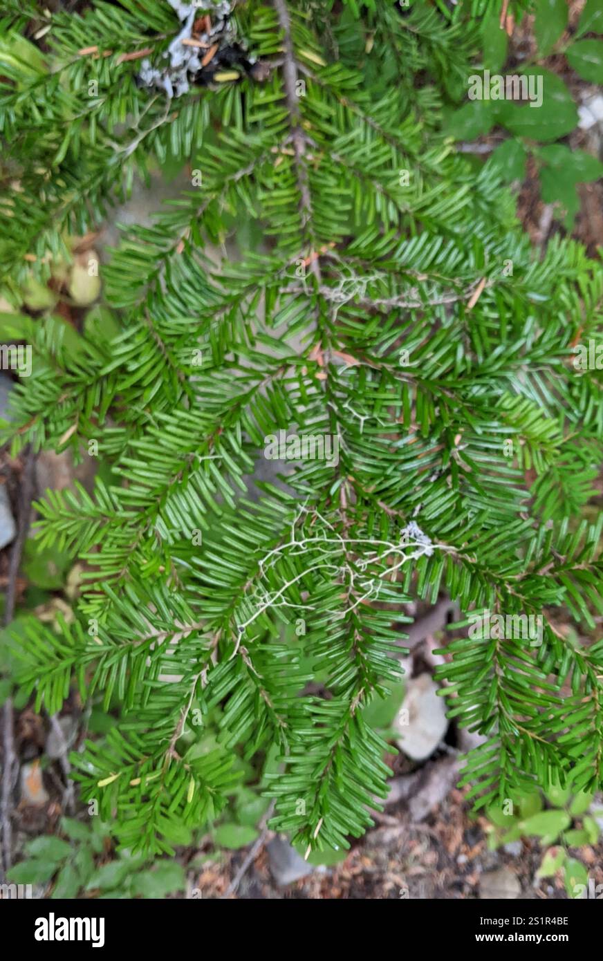 Pacific silver fir abies amabilis hi-res stock photography and images ...
