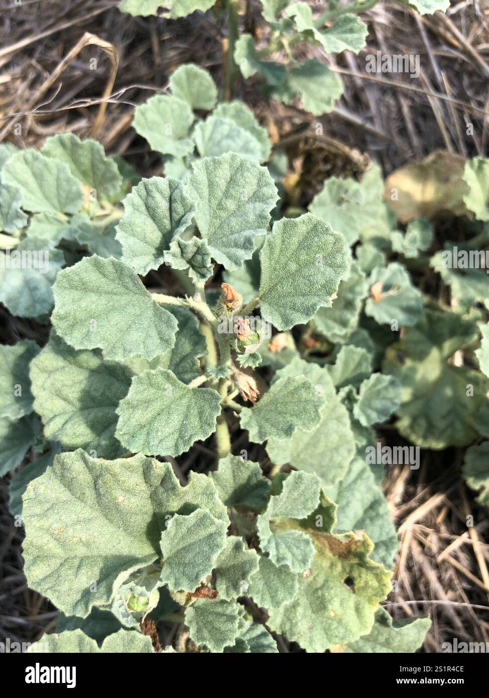 alkali mallow (Malvella leprosa Stock Photo - Alamy