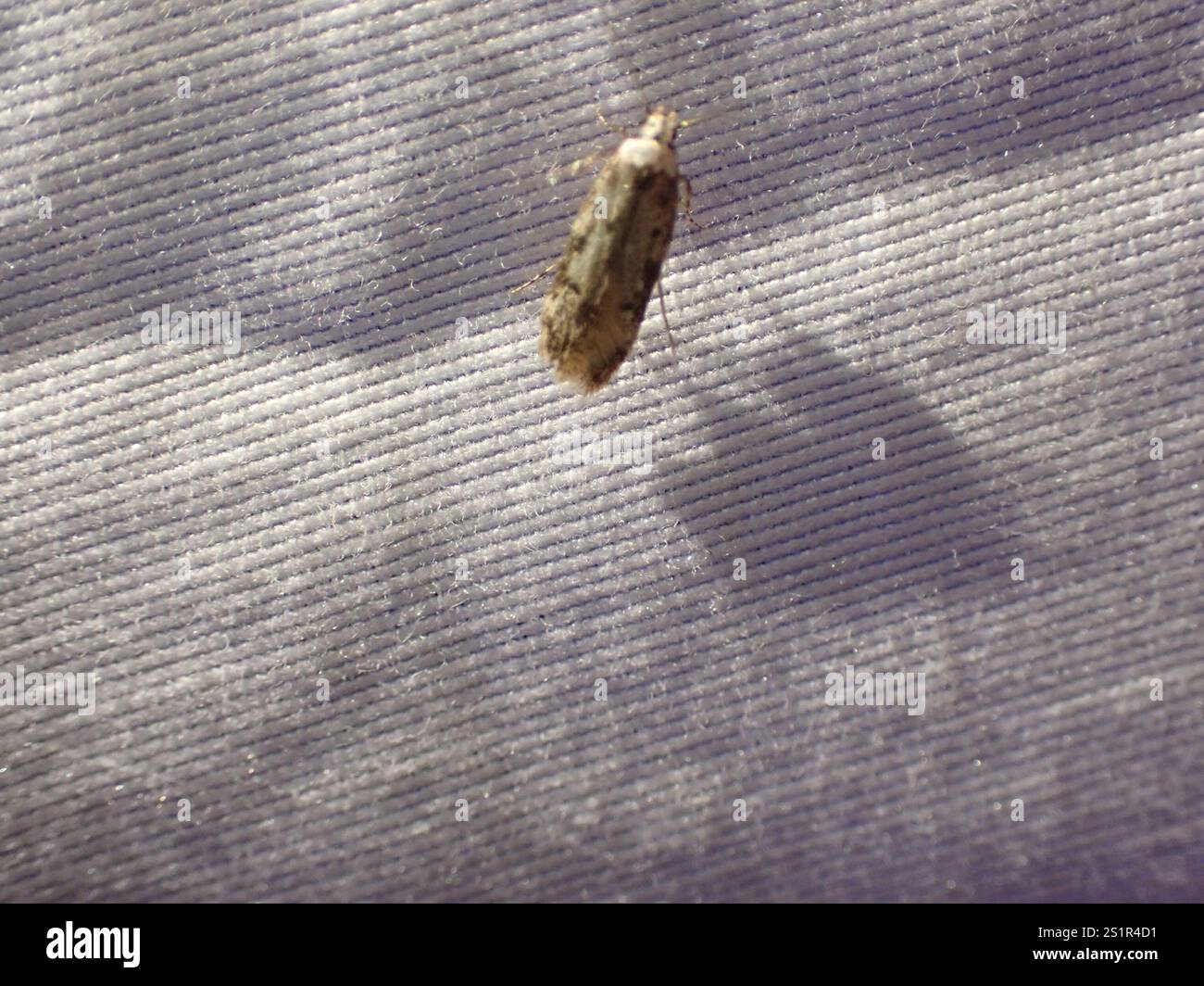 White-shouldered House Moth (Endrosis sarcitrella Stock Photo - Alamy
