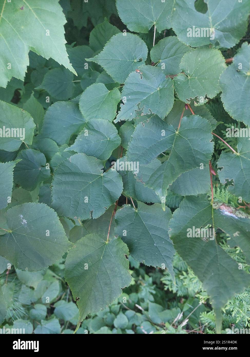Small-leaved Lime (Tilia cordata Stock Photo - Alamy