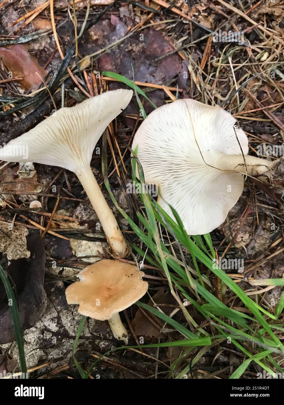 Common Funnel (Infundibulicybe gibba Stock Photo - Alamy
