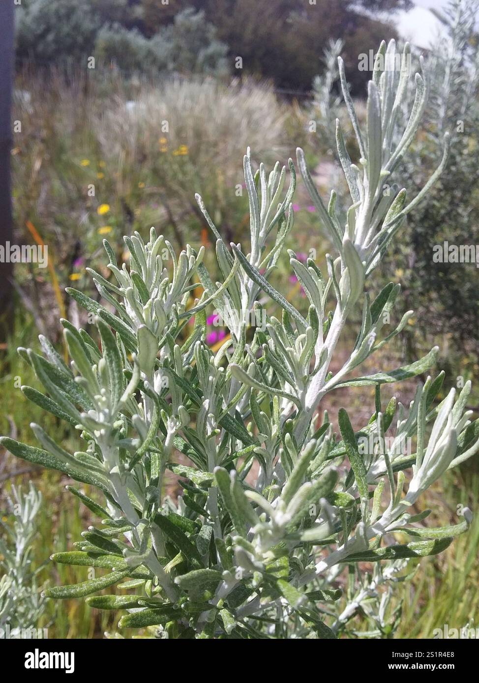 Coastal Daisy-Bush (Olearia axillaris Stock Photo - Alamy