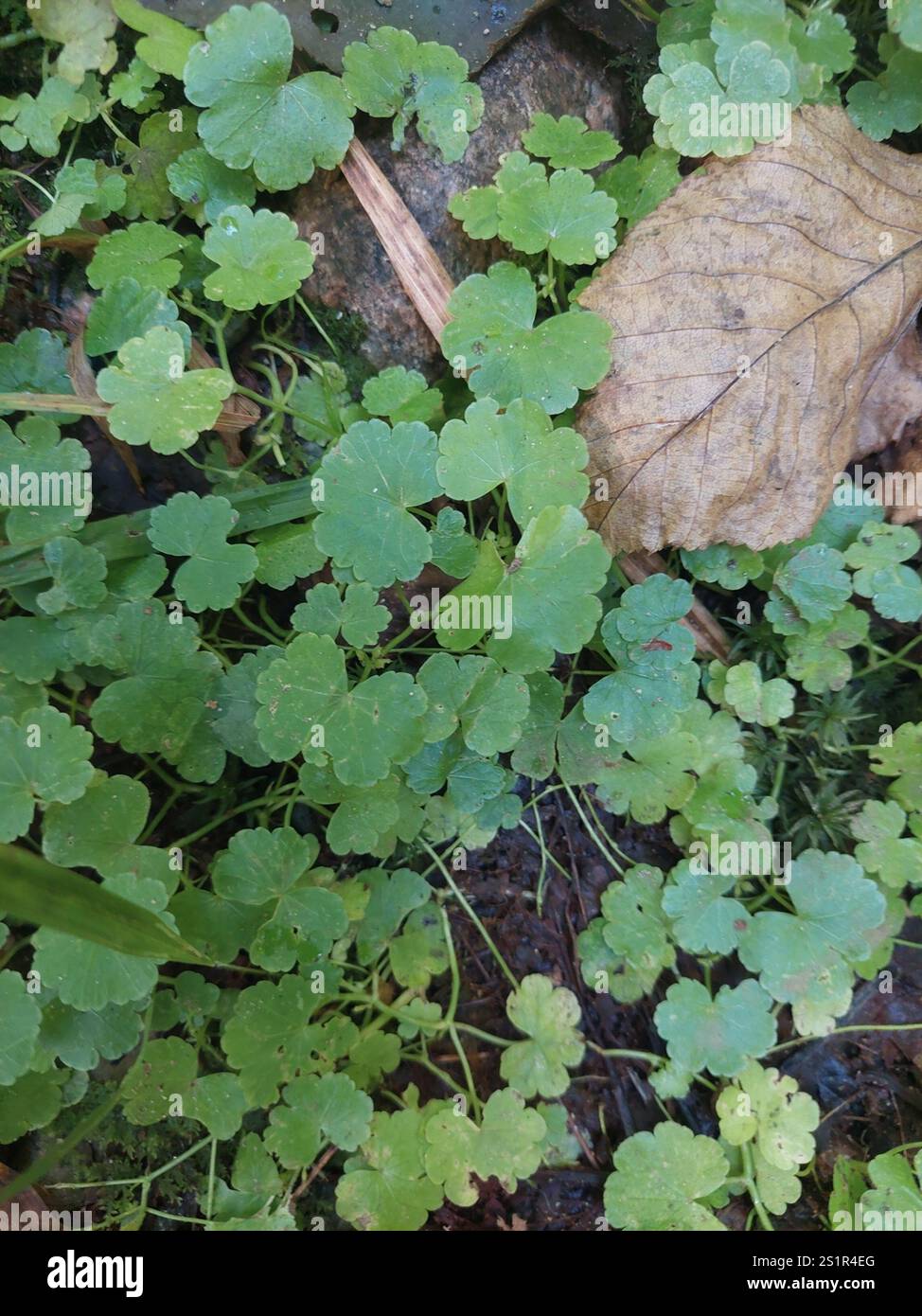 American Water-pennywort (Hydrocotyle americana Stock Photo - Alamy