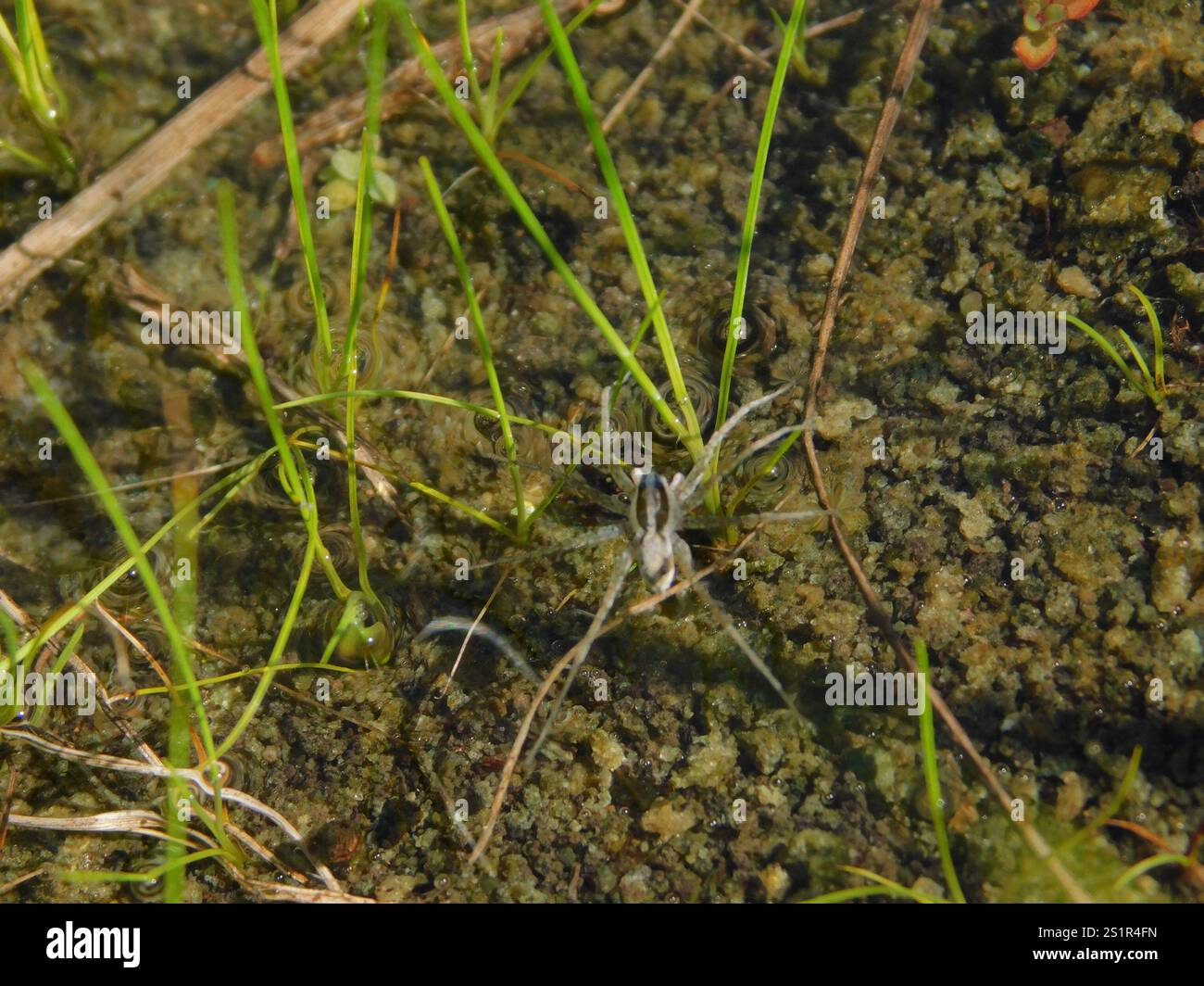 Thin-legged Wolf Spiders (Pardosa Stock Photo - Alamy