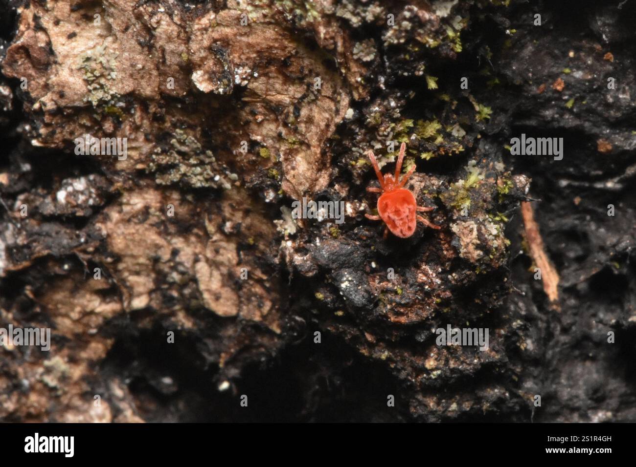 Sumo Mites (Allothrombium Stock Photo - Alamy