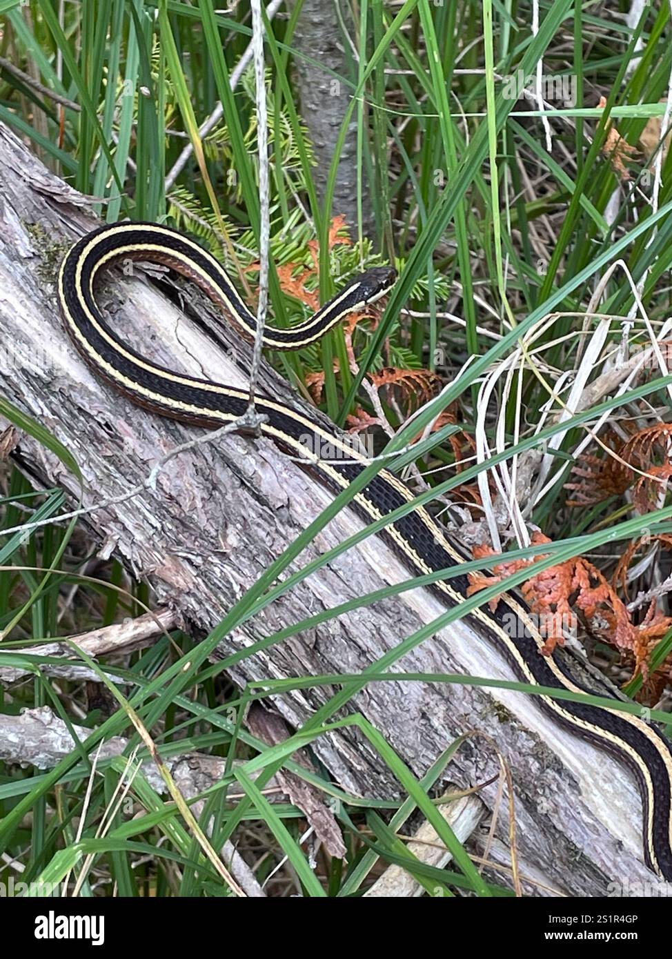 Northern Ribbon Snake (Thamnophis saurita septentrionalis Stock Photo ...