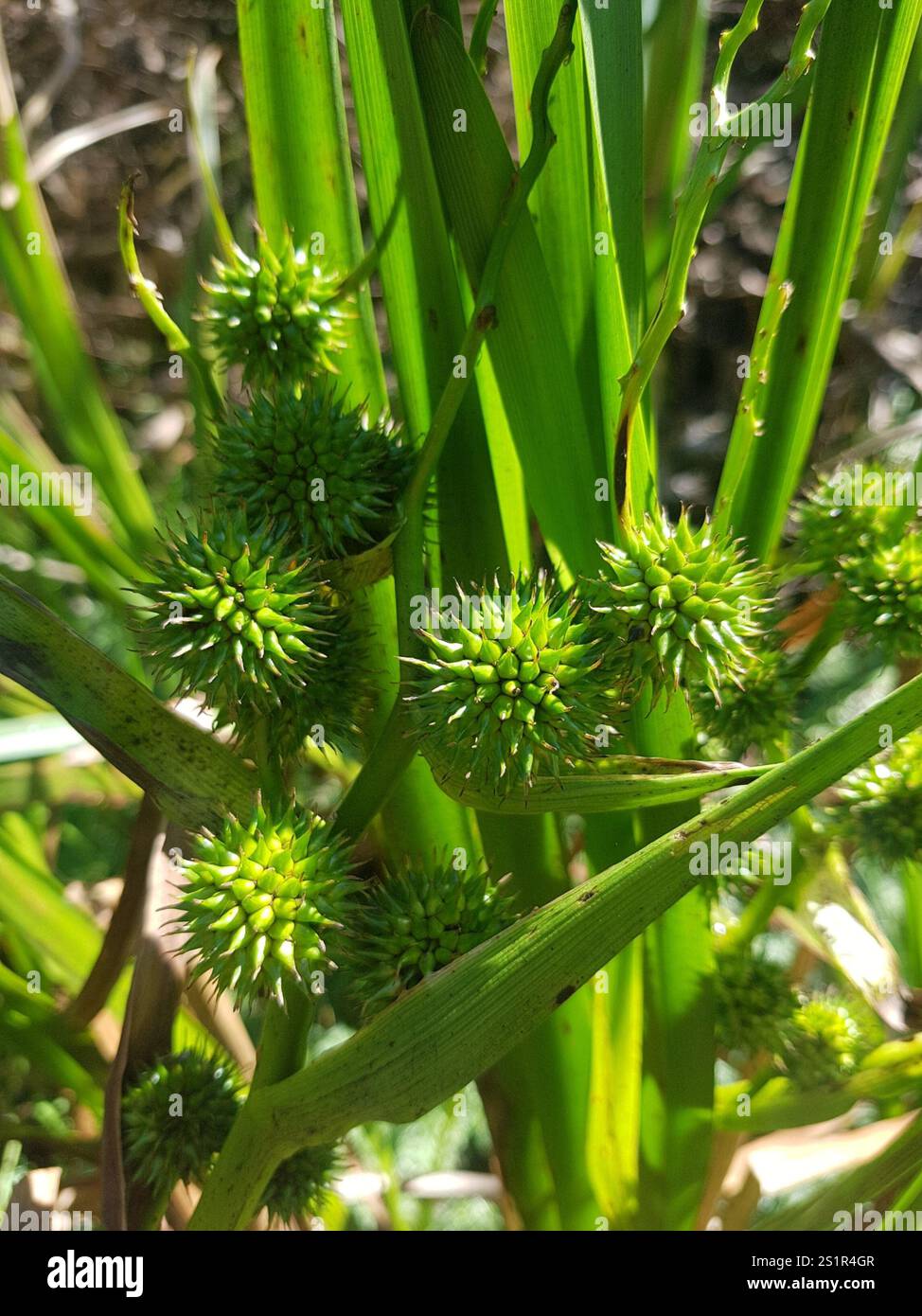 Branched Bur-reed (Sparganium erectum Stock Photo - Alamy