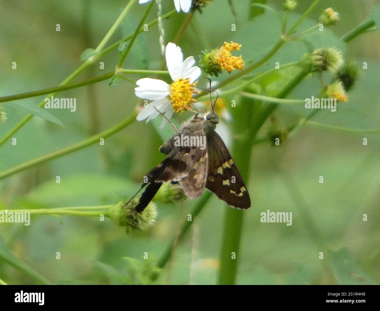 Long-tailed Skipper (Urbanus proteus Stock Photo - Alamy