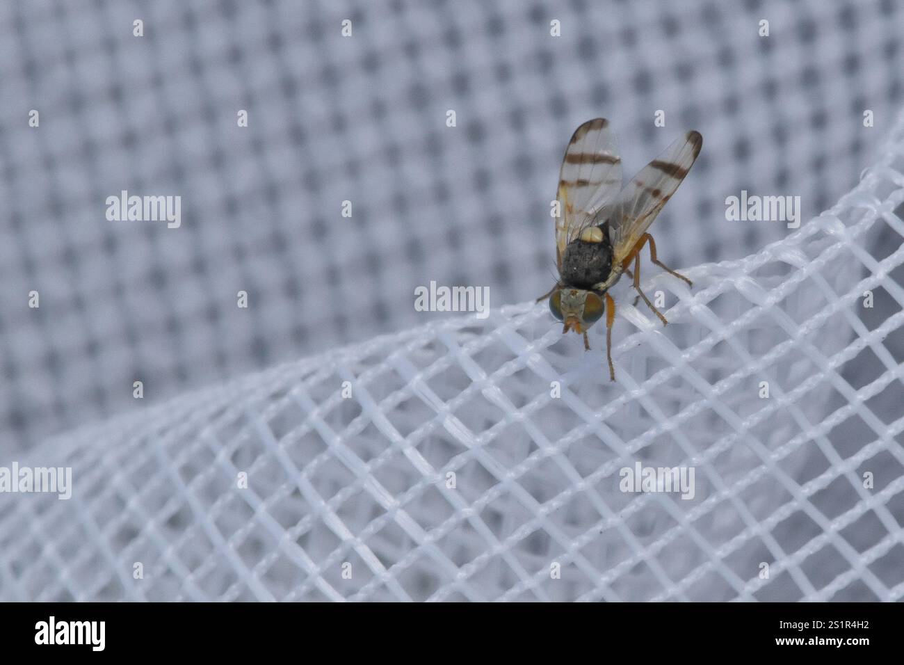 Knapweed Gall Fly (Urophora affinis Stock Photo - Alamy