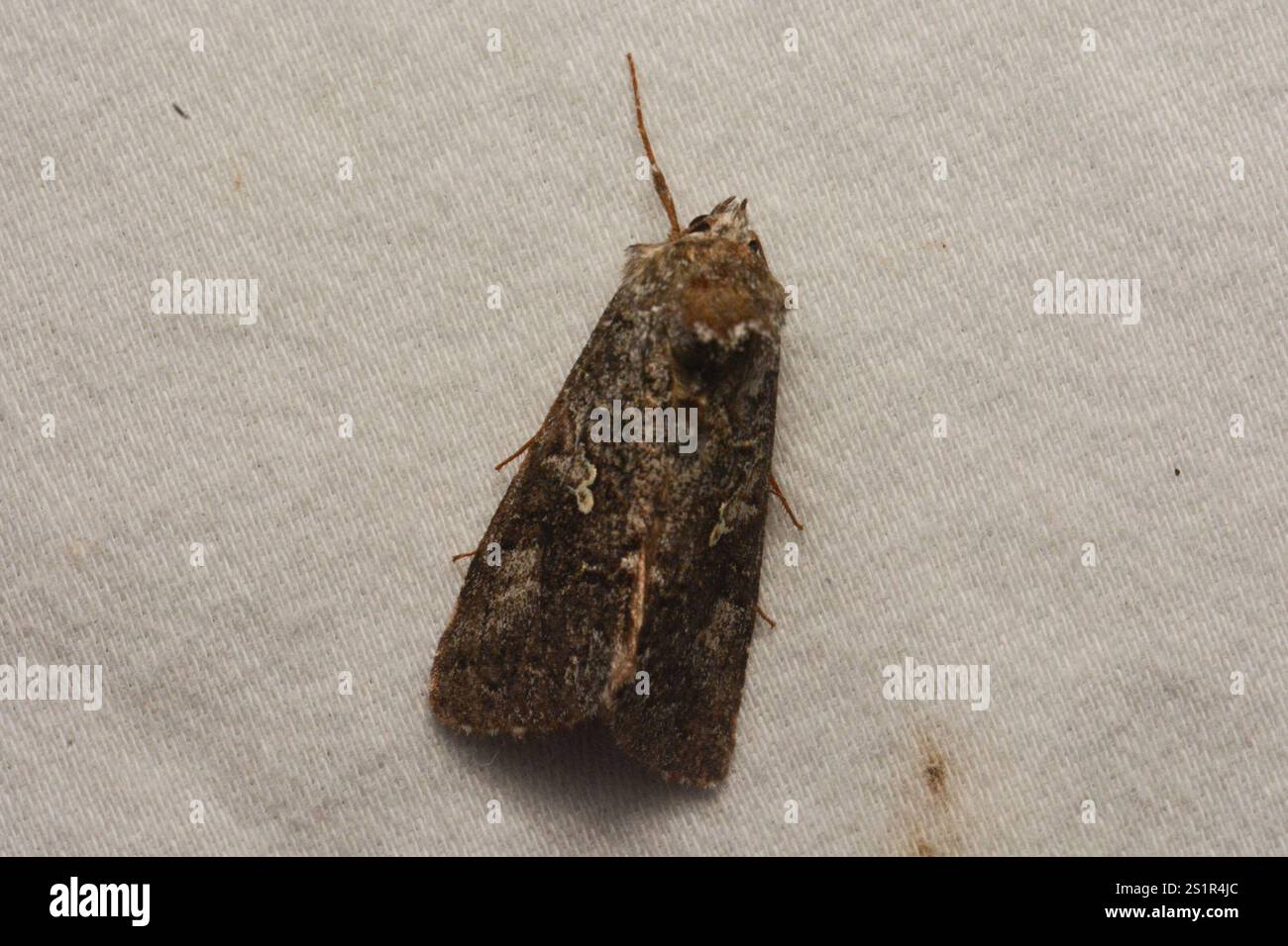 Plusiine Looper Moths (Plusiinae Stock Photo - Alamy
