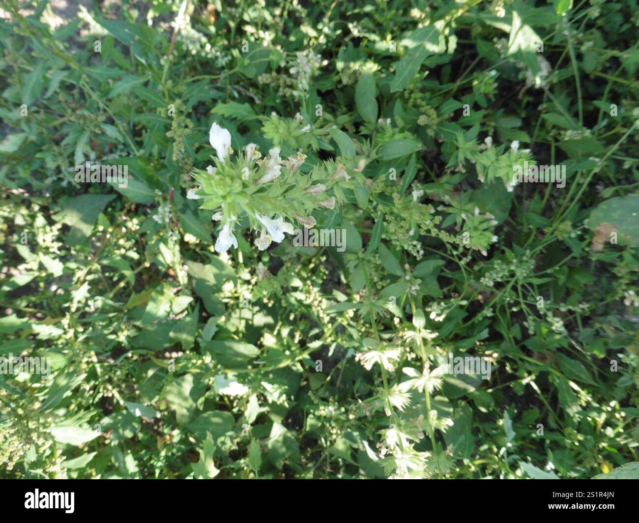 Annual Yellow-woundwort (Stachys annua Stock Photo - Alamy