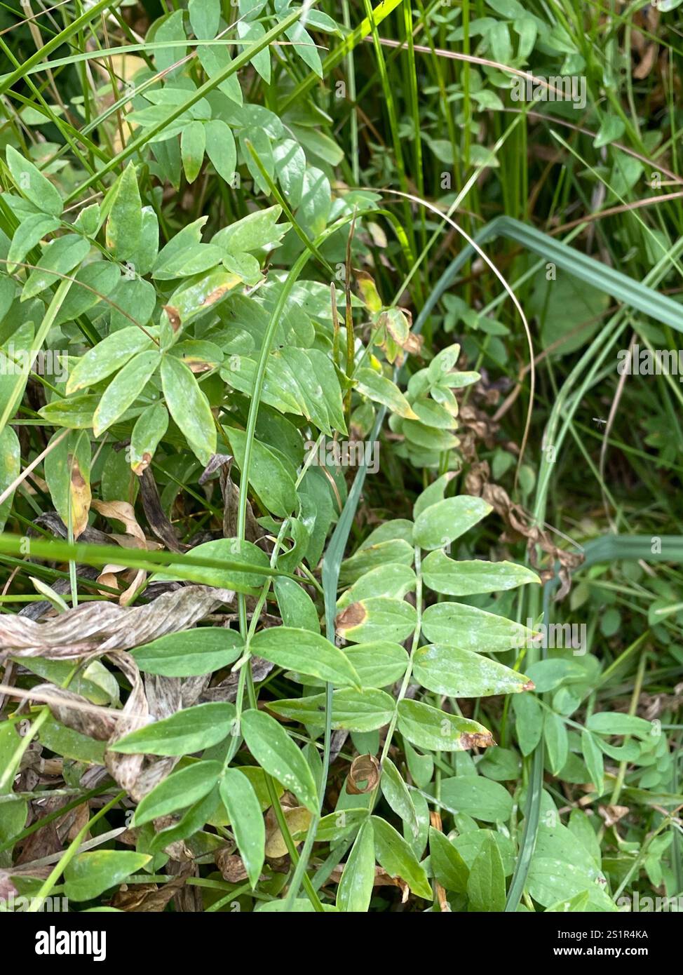 western Jacob's ladder (Polemonium occidentale Stock Photo - Alamy