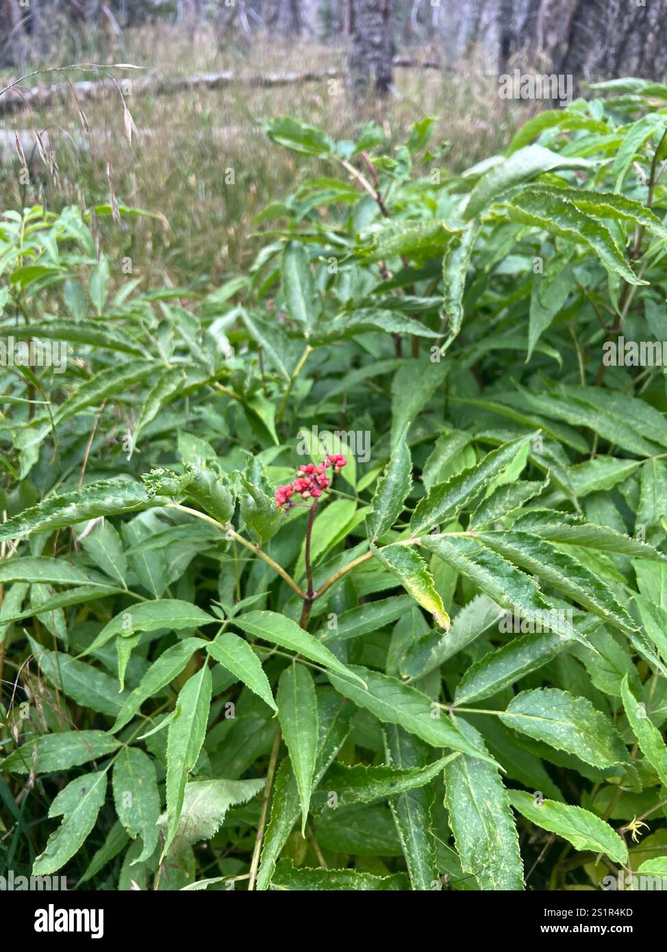 red-berried elder (Sambucus racemosa Stock Photo - Alamy