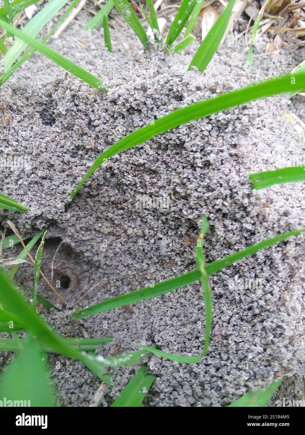 Buren's Pyramid Ant (Dorymyrmex bureni Stock Photo - Alamy
