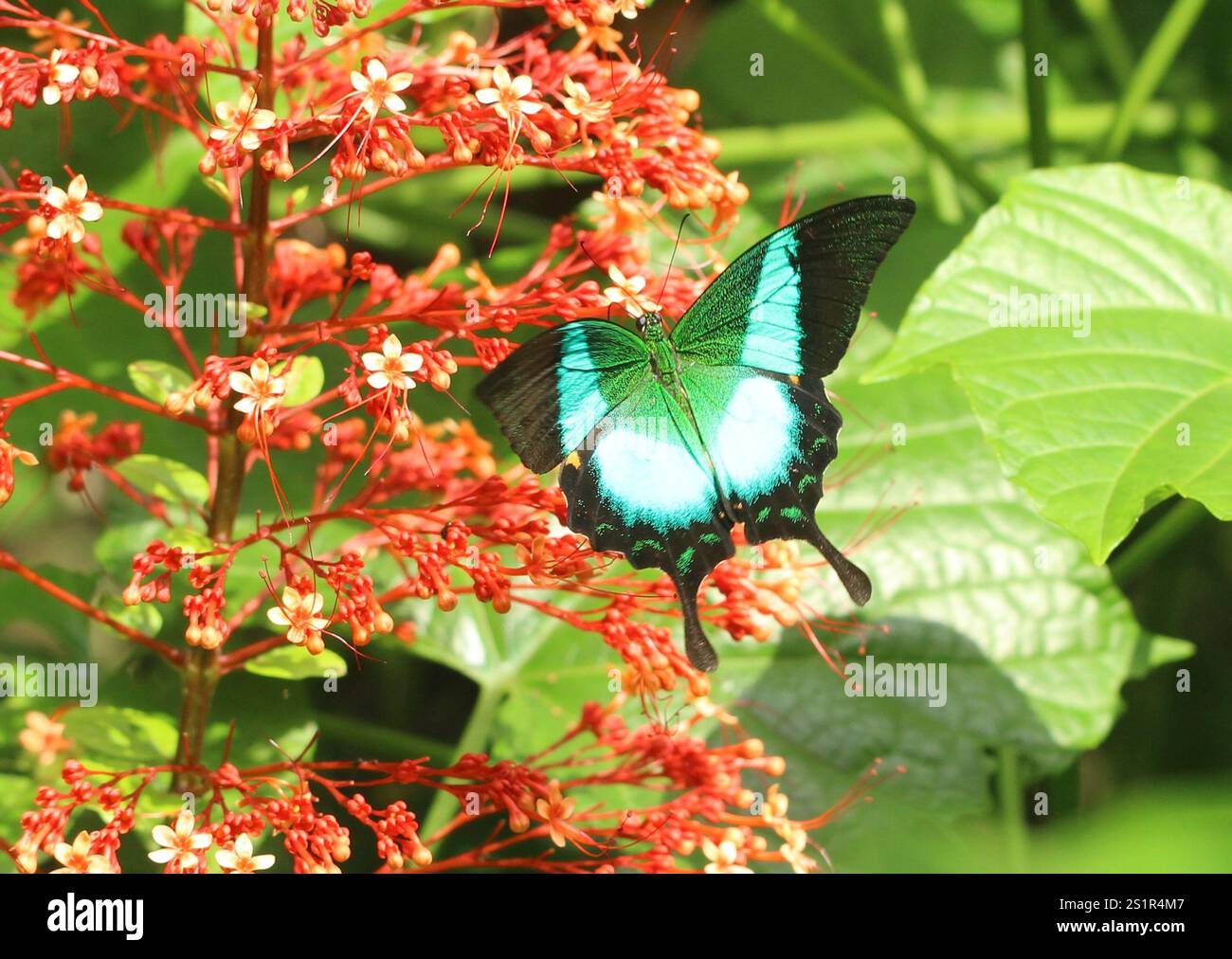 Malabar Banded Peacock Swallowtail (Papilio buddha Stock Photo - Alamy