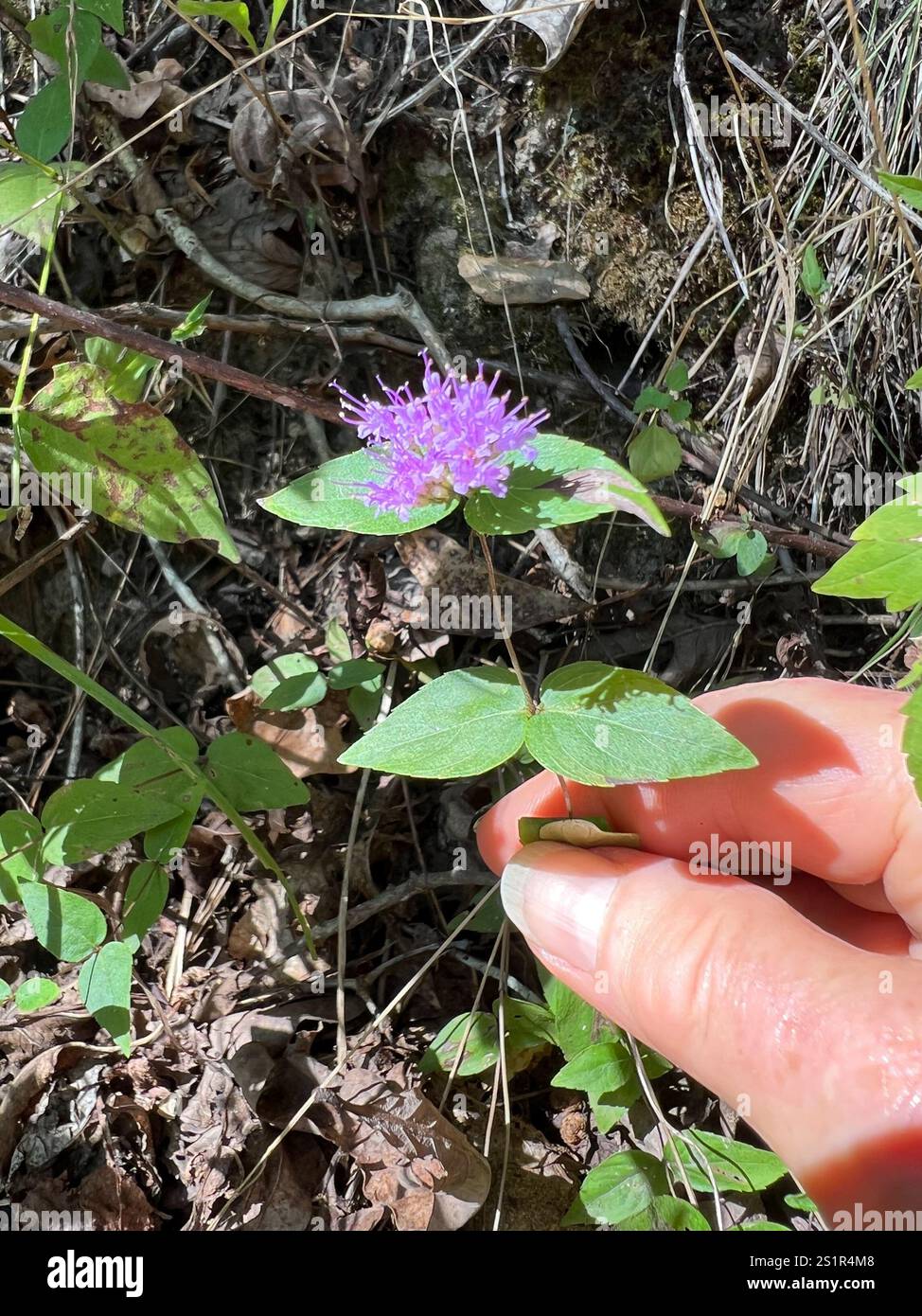 common dittany (Cunila origanoides Stock Photo - Alamy
