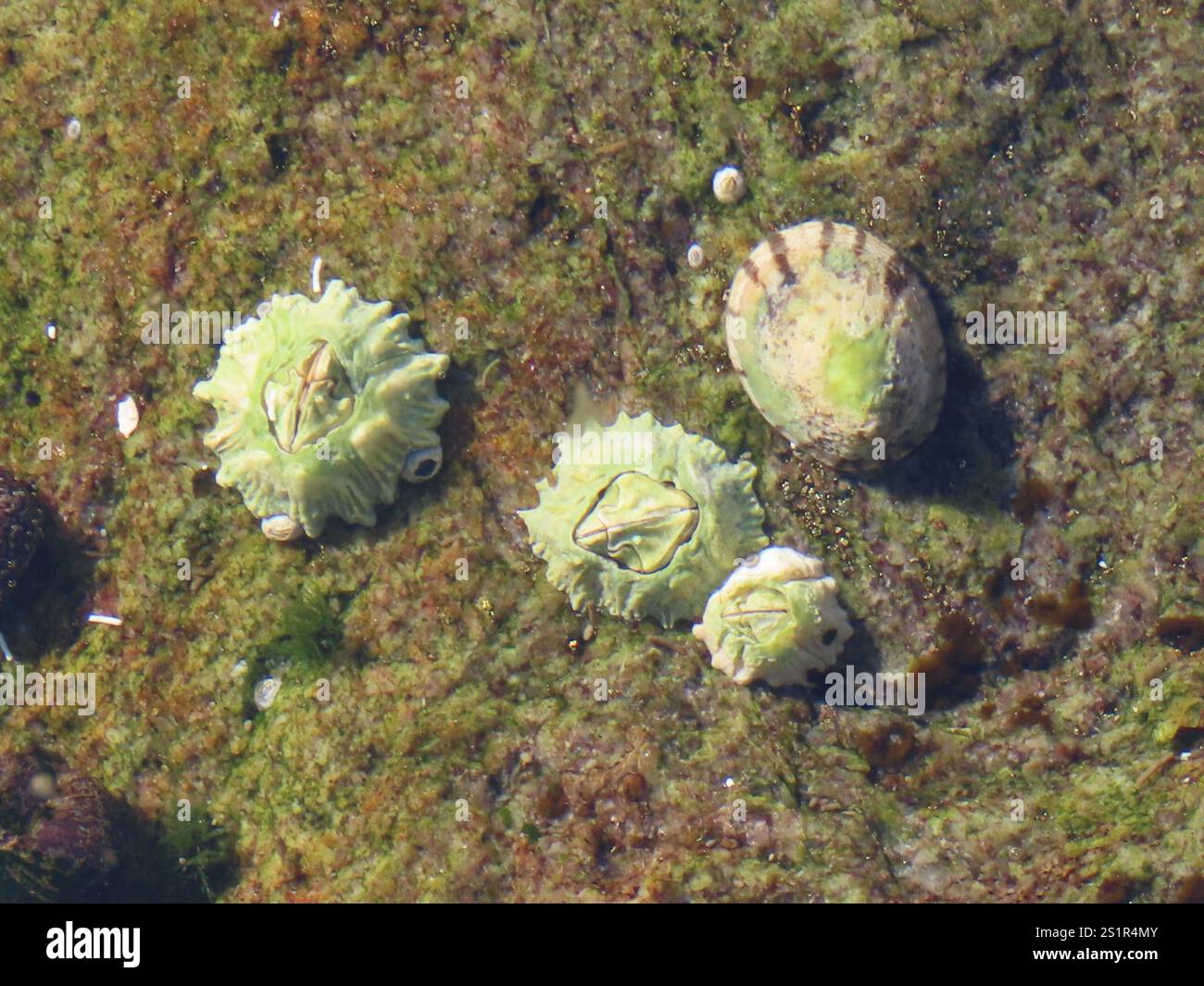True Limpets (Patellogastropoda Stock Photo - Alamy