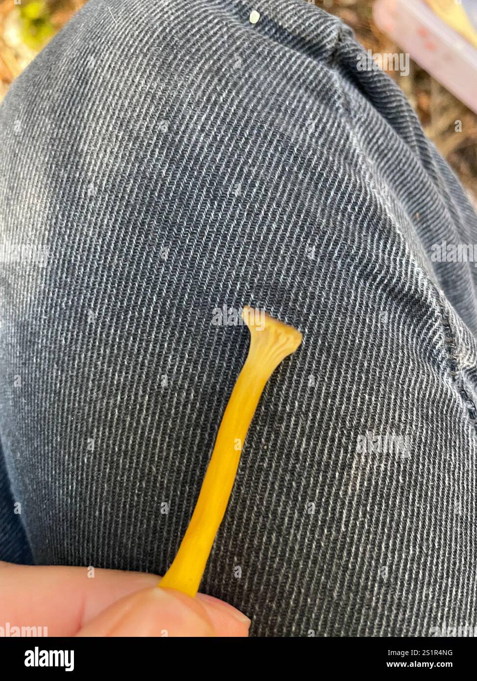 Yellowfoot (Craterellus tubaeformis Stock Photo - Alamy