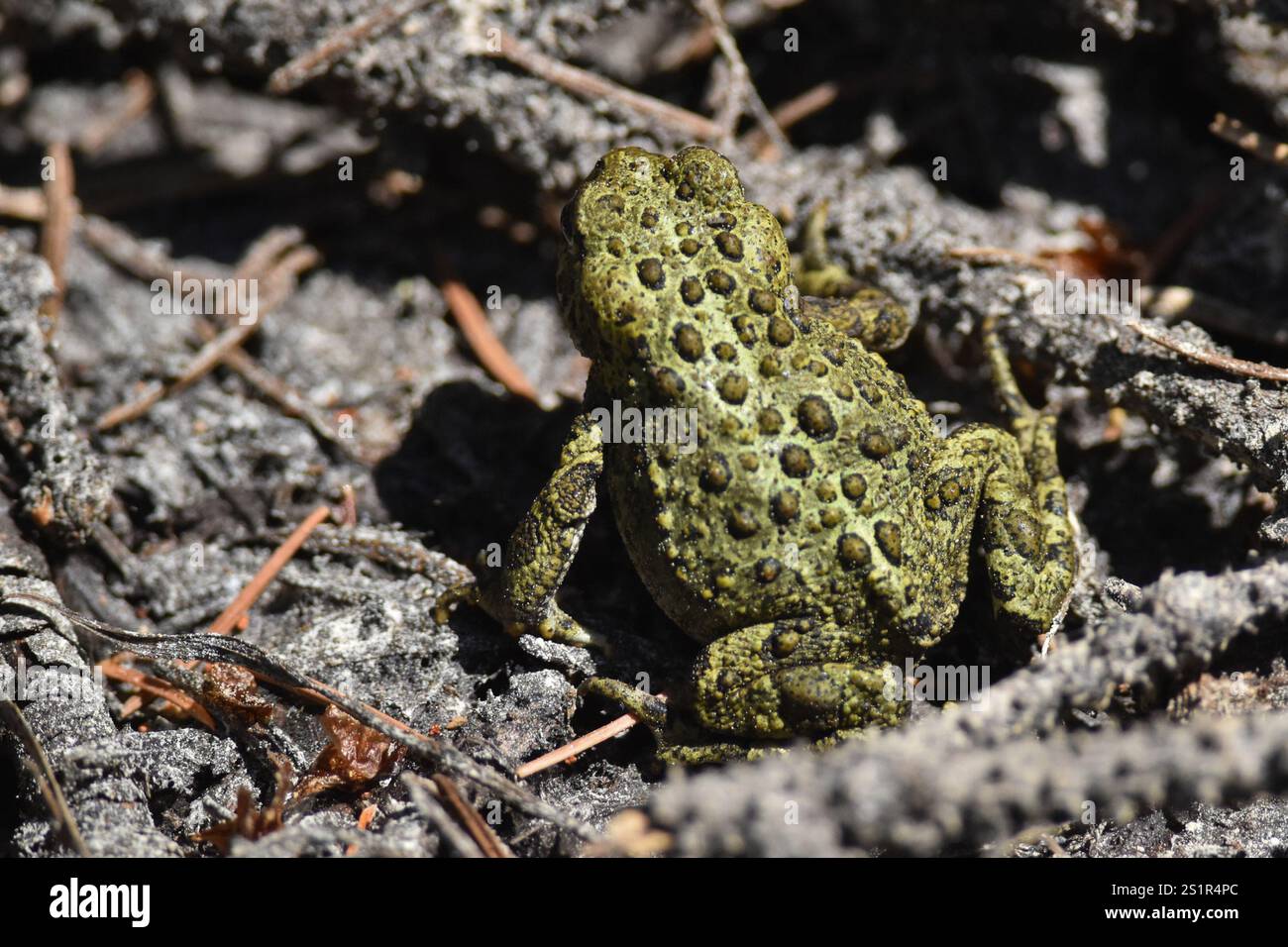 Western Toad (Anaxyrus boreas Stock Photo - Alamy