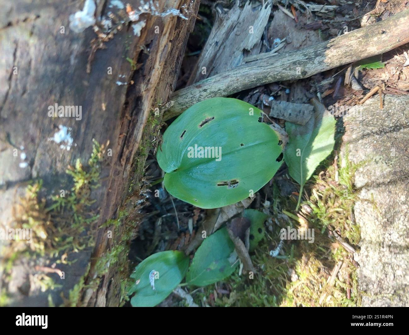Canada mayflower (Maianthemum canadense Stock Photo - Alamy