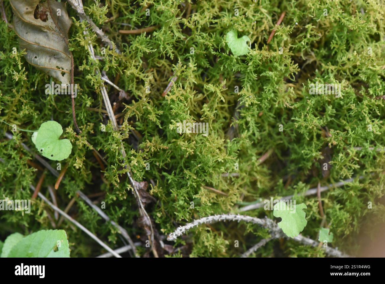fern mosses (Thuidium Stock Photo - Alamy