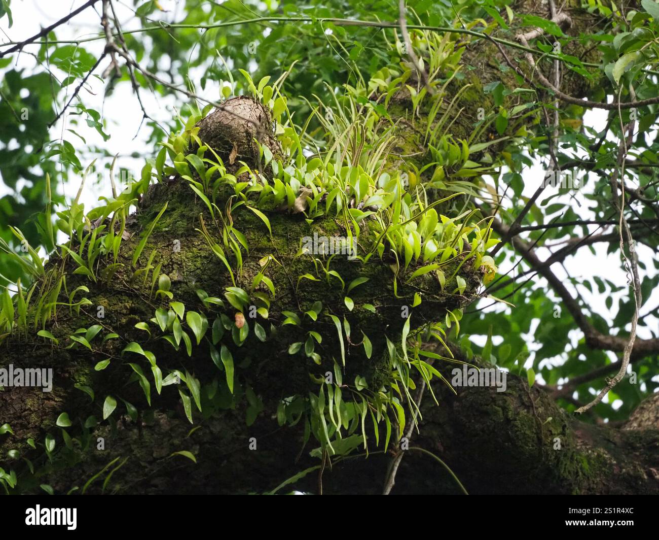 Lanceleaf Tongue Fern (Pyrrosia lanceolata Stock Photo - Alamy