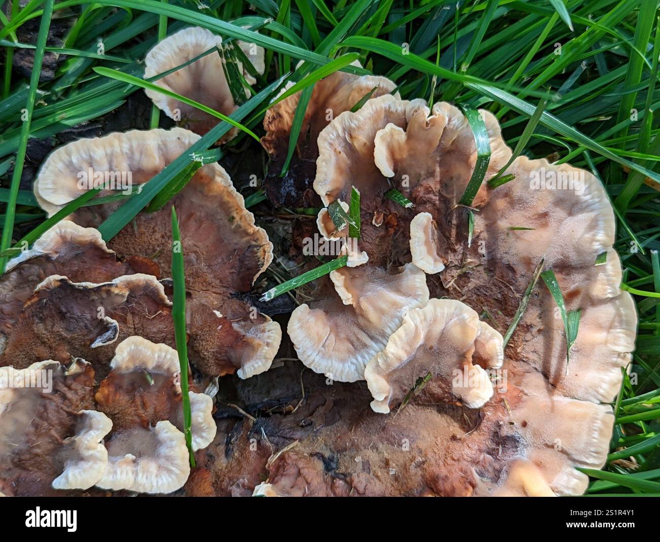 Blushing Rosette (Abortiporus biennis Stock Photo - Alamy