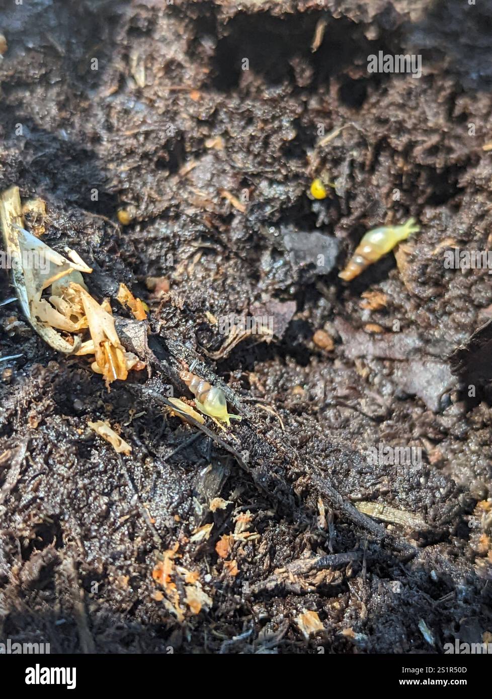 Miniature Awlsnail (Subulina octona Stock Photo - Alamy