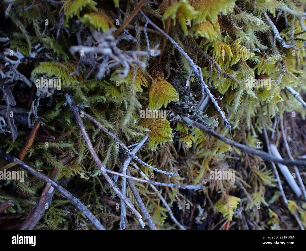 Ostrich-plume Moss (Ptilium crista-castrensis Stock Photo - Alamy