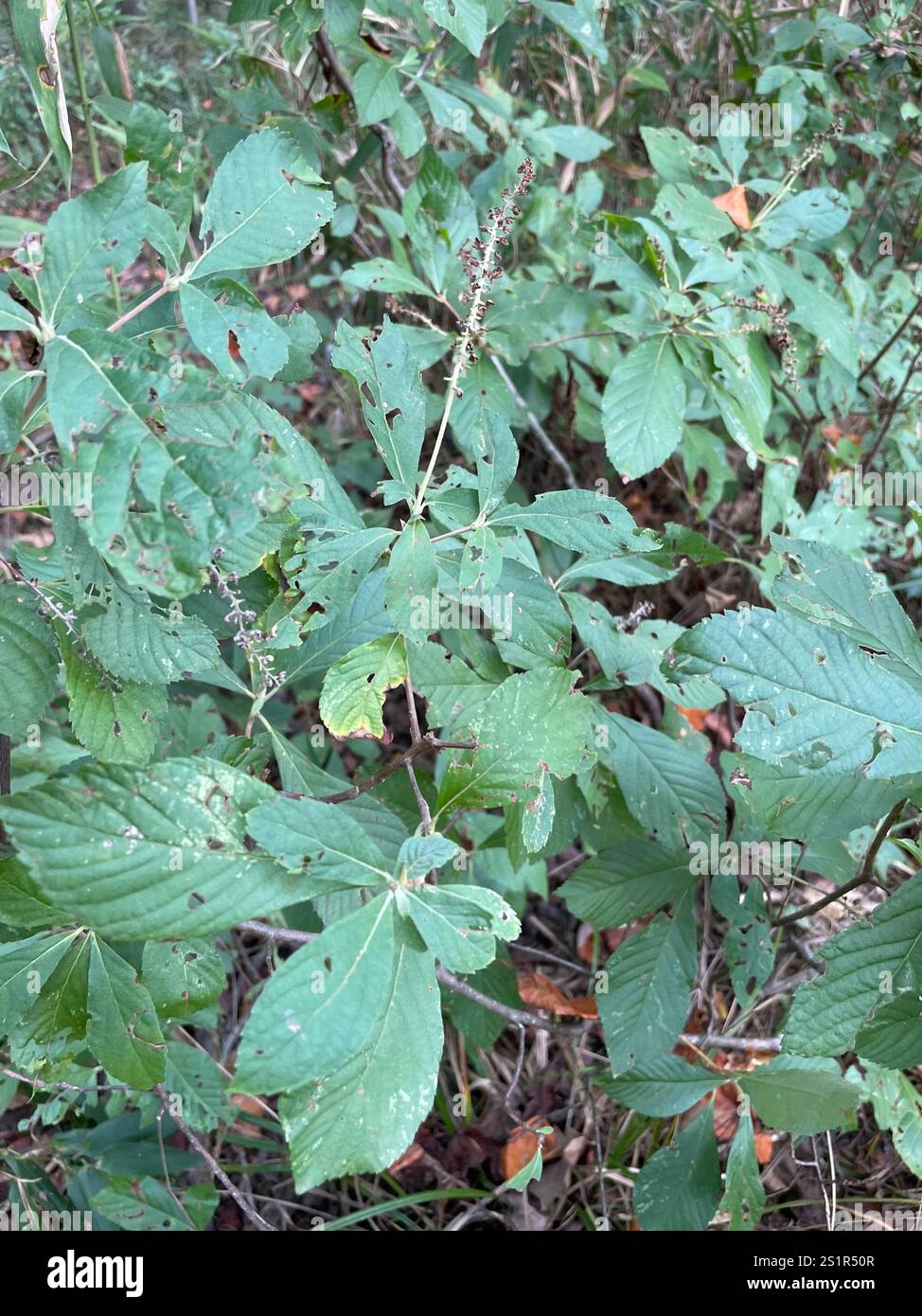 Sweet Pepperbush (Clethra alnifolia Stock Photo - Alamy